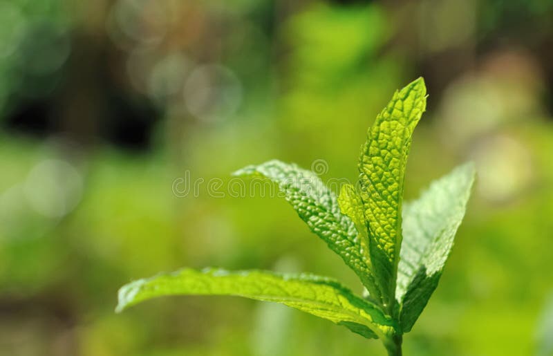 Leave of mint stock image. Image of food, closeup, foliage - 73339923