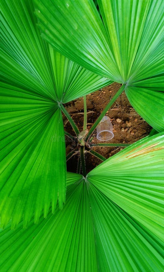 Leave of a pam plant stock photo. Image of branch, yellow - 309474900