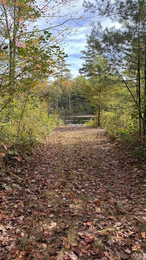 Leave Pathway Leading To Waterway Stock Photo - Image of view ...