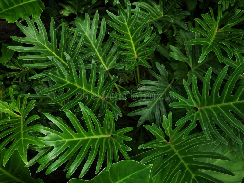 Leaf green nature outdoor stock photo. Image of green - 116801554