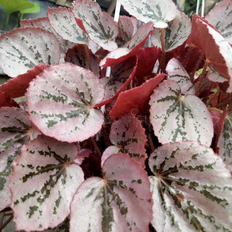 Leave Red begonia stock photo. Image of petal, autumn - 266068588