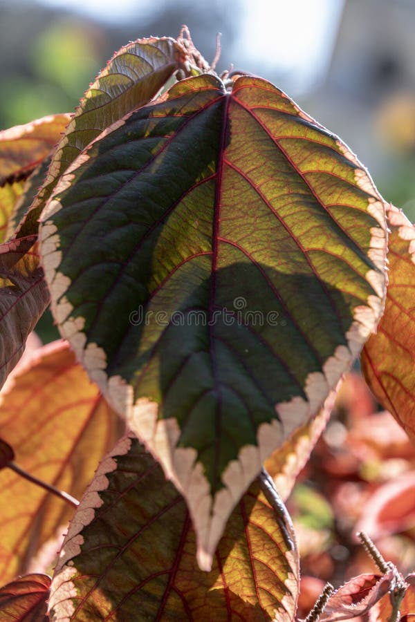 Leave in sun stock image. Image of evening, wondering - 127469041