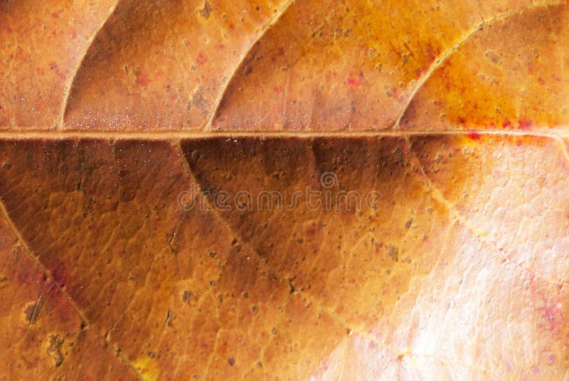 Leave the Surface Seamless Pattern. Autumn Leave for Background . Leave ...