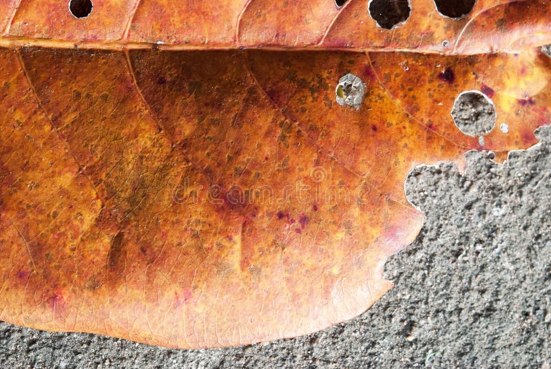 Leave the Surface Seamless Pattern. Autumn Leave for Background . Leave ...