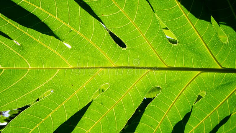 Leave texture stock photo. Image of color, maple, closeup - 64598902