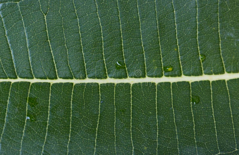 Leave texture stock photo. Image of ground, pattern, skin - 65056302