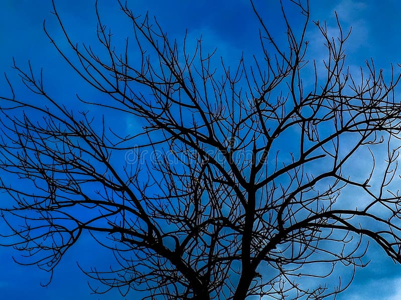 Leave less Tree Isolated Photo Stock Image - Image of trees, branches ...