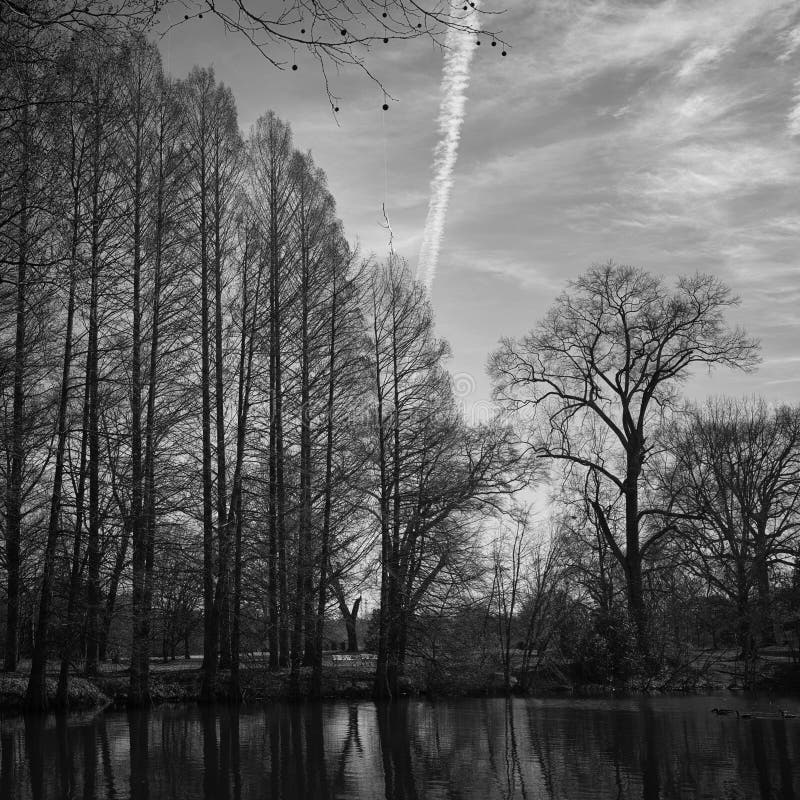 Leave less Tree Branches in Black and White Stock Photo - Image of ...