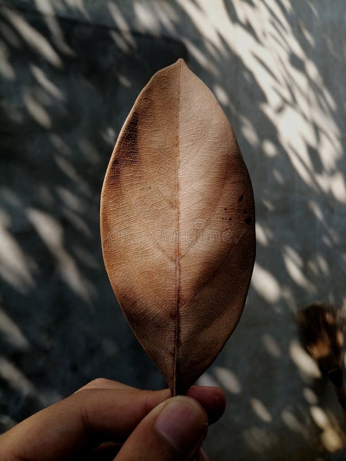 Leave tree stock photo. Image of leave, plant, ligth - 145197626