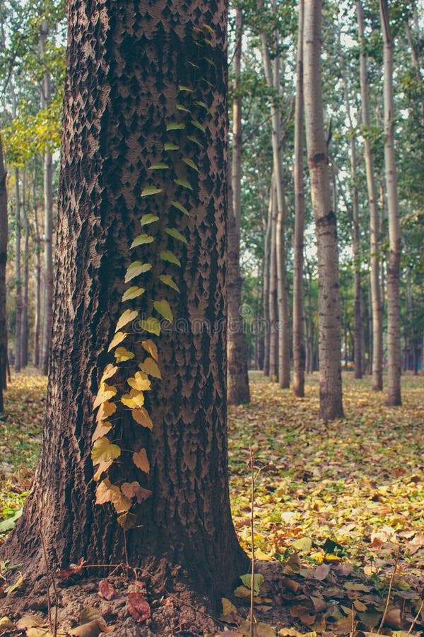 Leave on Tree Trunk in Forest Stock Image - Image of leave, park: 90624949