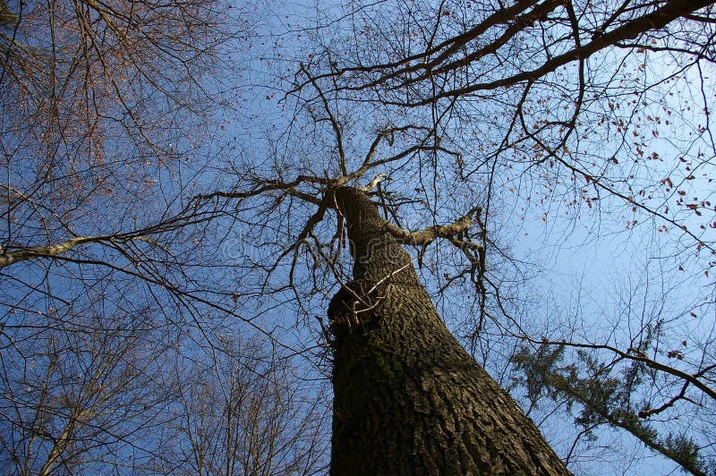 Leave-less tree stock photo. Image of branch, germany - 31350336