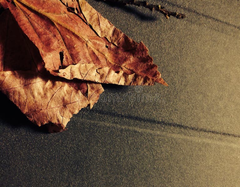 Leave editorial image. Image of leave, fall, tablets - 48664575