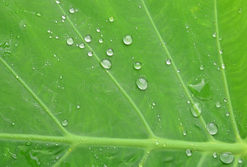 Leave and Water Drops Detail Stock Photo - Image of circle, clean: 59277556 Leave and Water Drops Detail Stock Photo - Image of circle, clean: 59277556