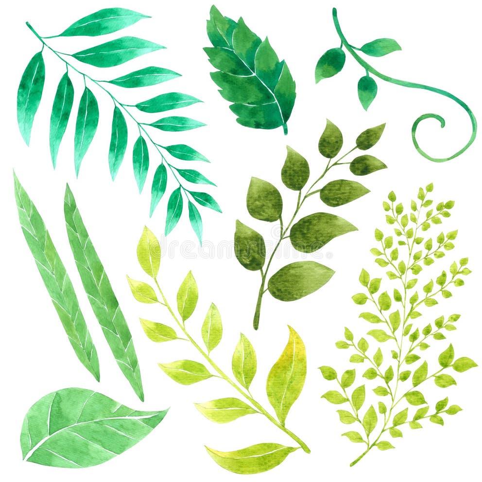 Hand Painted Black White Plants Stock Illustrations – 517 Hand Painted ... Hand Painted Black White Plants Stock Illustrations – 517 Hand Painted ...