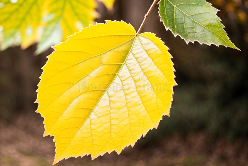 Leave stock illustration. Illustration of leaf, deciduous - 282640156