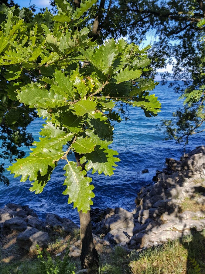 Leaved Trees and a Blue Sea in a Background Stock Image - Image of ...