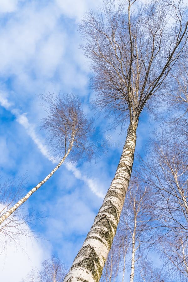 Leaveless Birch Trees Vertical Pview Stock Image - Image of nature ...