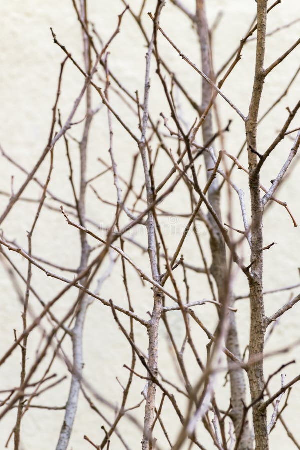 Leaveless Branches Background Stock Image - Image of tree, branches ...