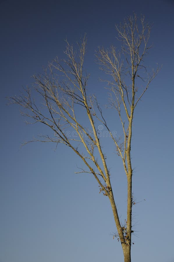 Leaveless Tree stock image. Image of park, leaves, outdoor - 6937665
