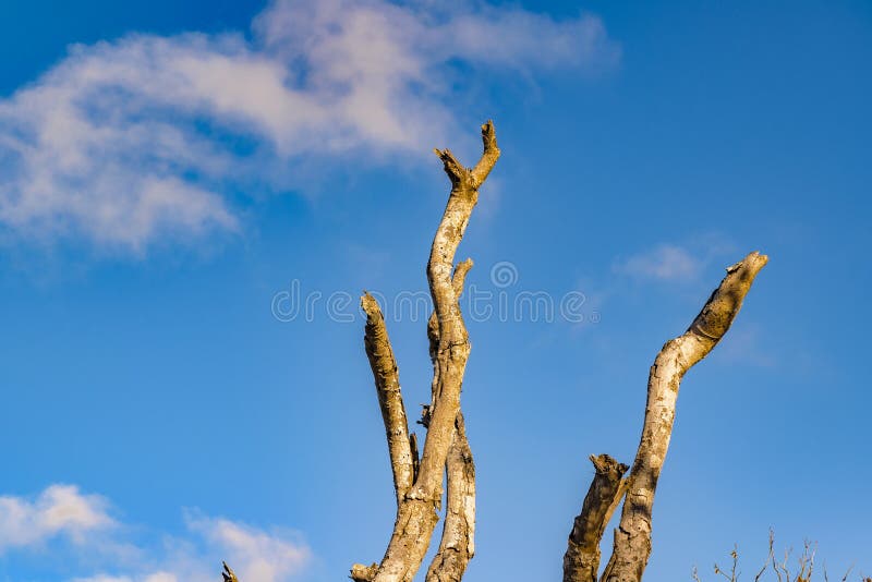 Leaveless Tree Against Blue Sky Stock Image - Image of view, blue: 97813785