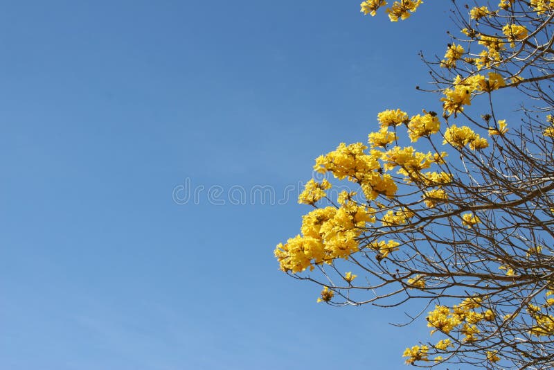 Leaveless tree in blossom stock photo. Image of flora - 22103490