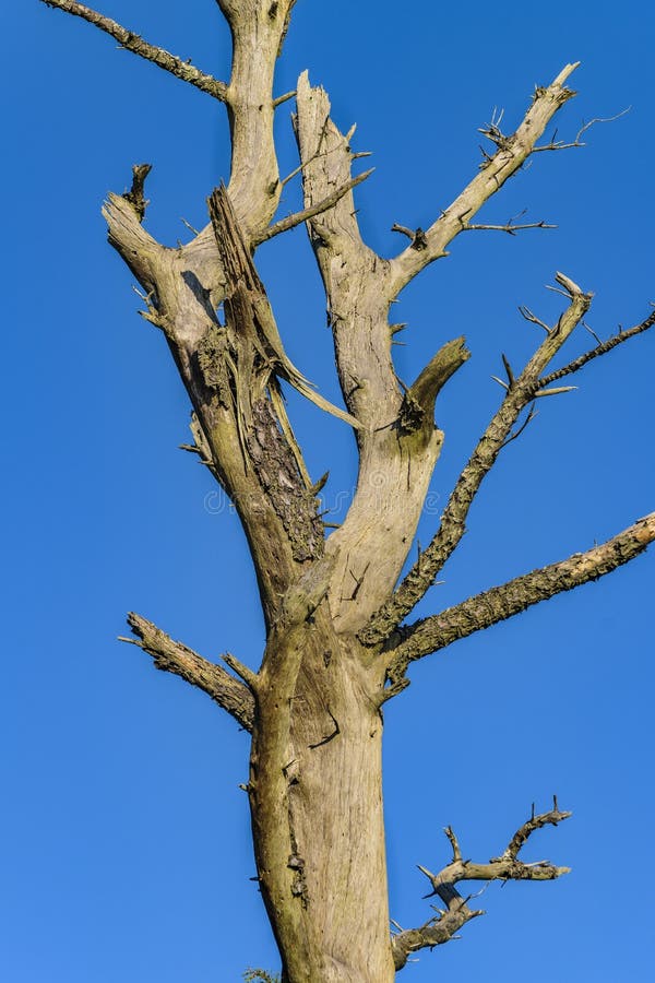 Leaveless Tree at Blue Sky stock image. Image of angle - 100366295
