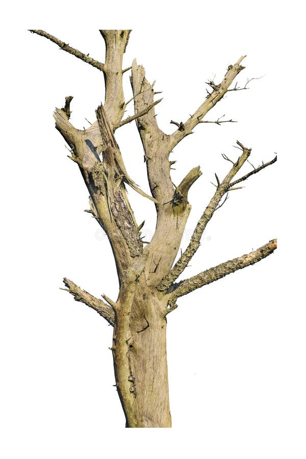 Leaveless Tree Isolated on White Background Stock Image - Image of ...
