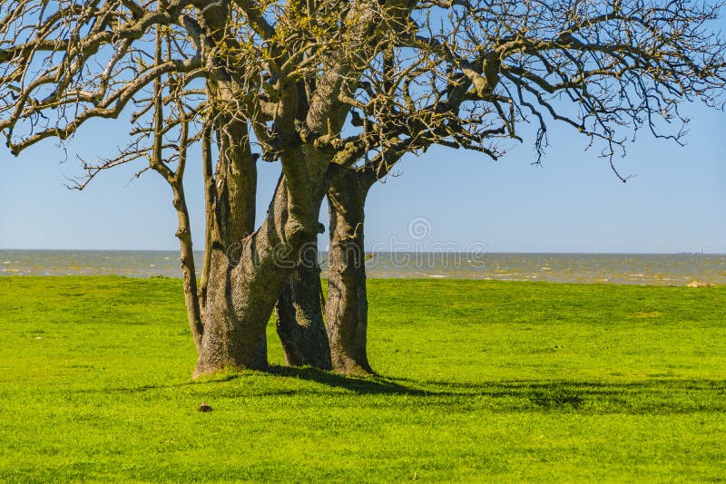 Leaveless Tree at Waterfront Park Stock Image - Image of water, city ...