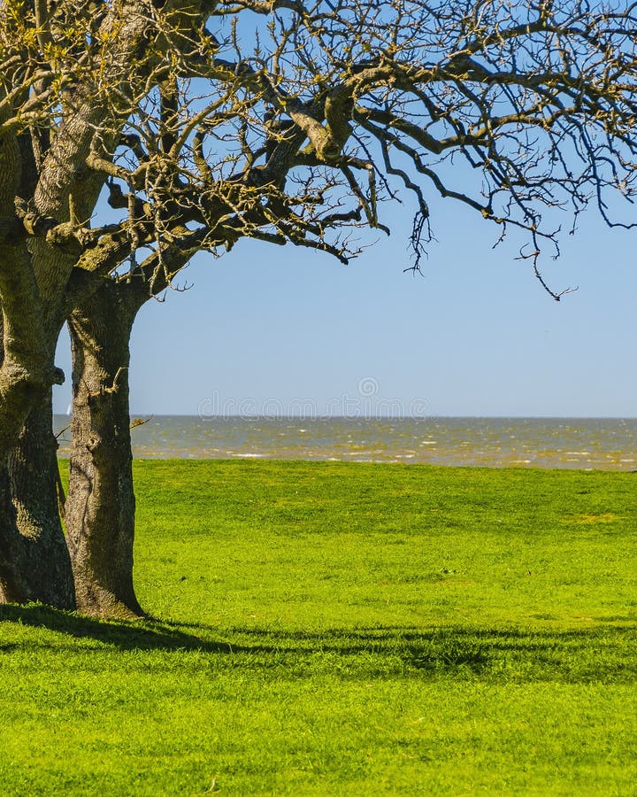 Leaveless Tree at Waterfront Park Stock Image - Image of water, river ...
