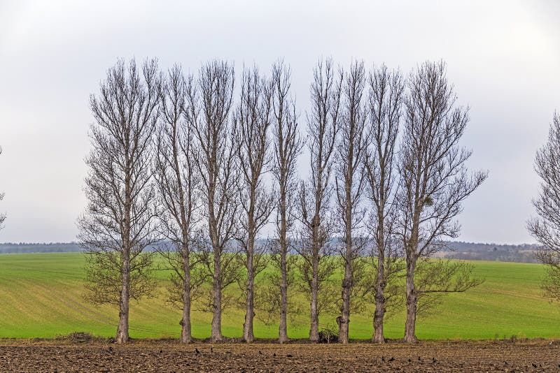 Leaveless Trees in Winter Inrural Area Stock Photo - Image of harmony ...