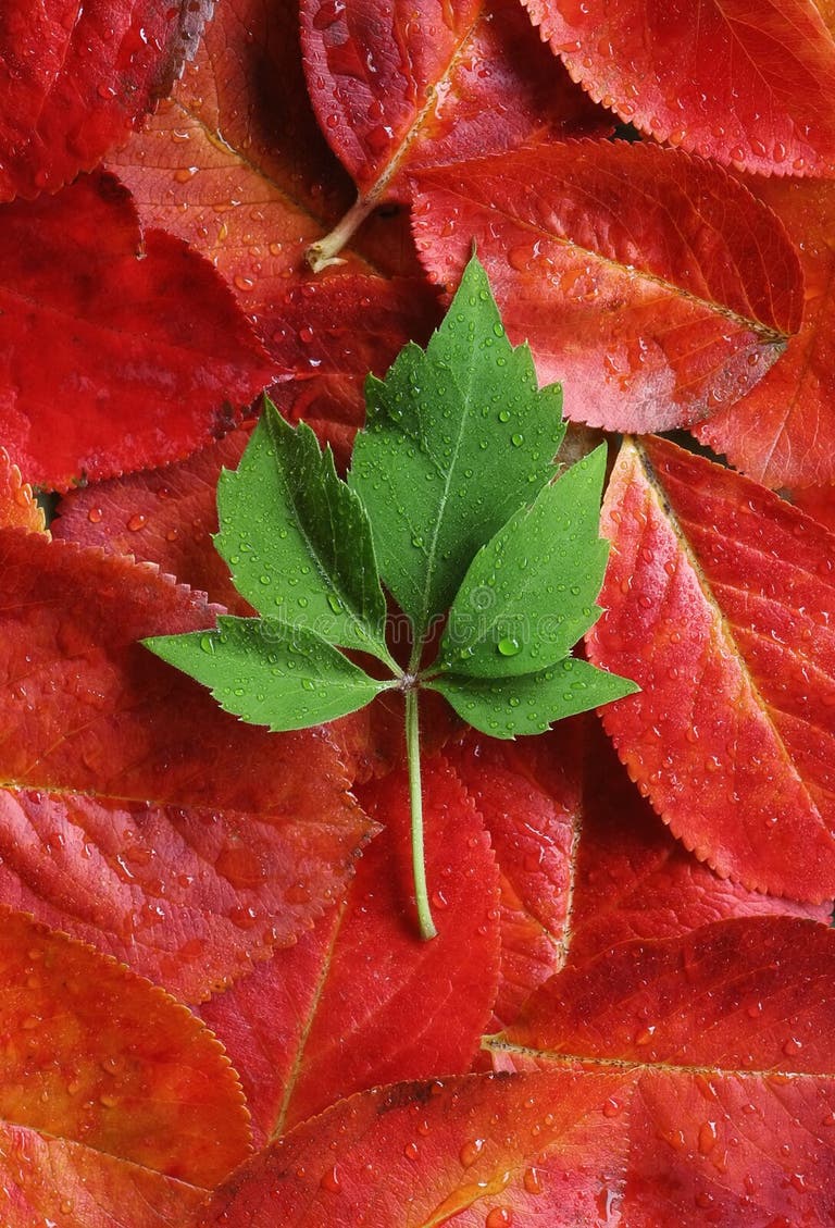 759 Tree Leaves Different Seasons Stock Photos - Free & Royalty-Free ...