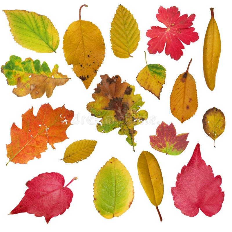 Set of Different Autumn Leaves Isolated Stock Image - Image of leaf ...