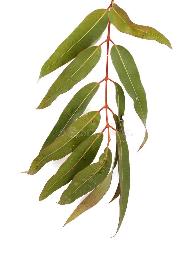 Leaves stock photo. Image of bright, veins, texture, tree - 16914810