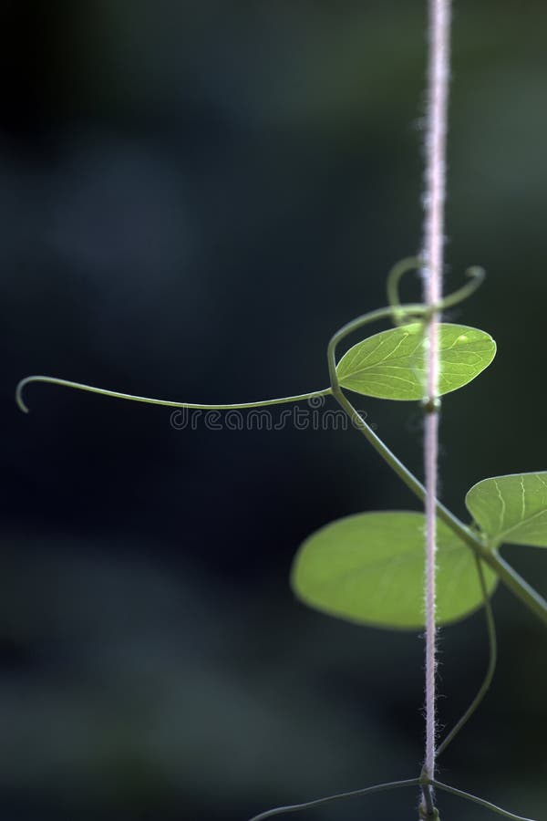 Leaves stock photo. Image of beautiful, close, copy, string - 17126184