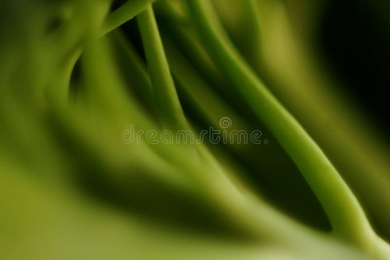 Leaves stock photo. Image of fresh, organic, flower, food - 1763026