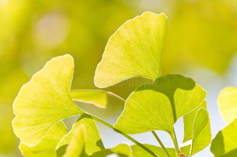 Leaves stock photo. Image of veins, ginkgo, leaves, plant - 20011832
