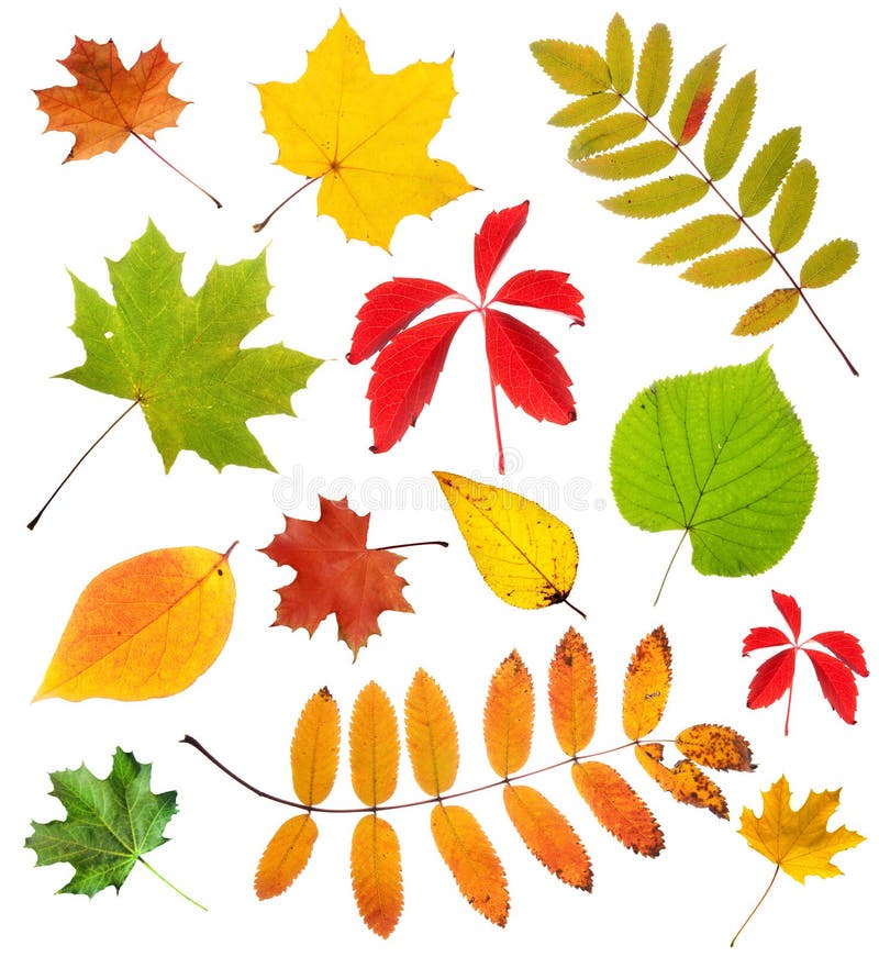 Maple leaves stock image. Image of collection, november - 21067965