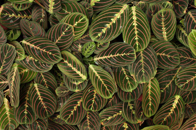 Leaves stock photo. Image of garden, green, bush, pattern - 21141036