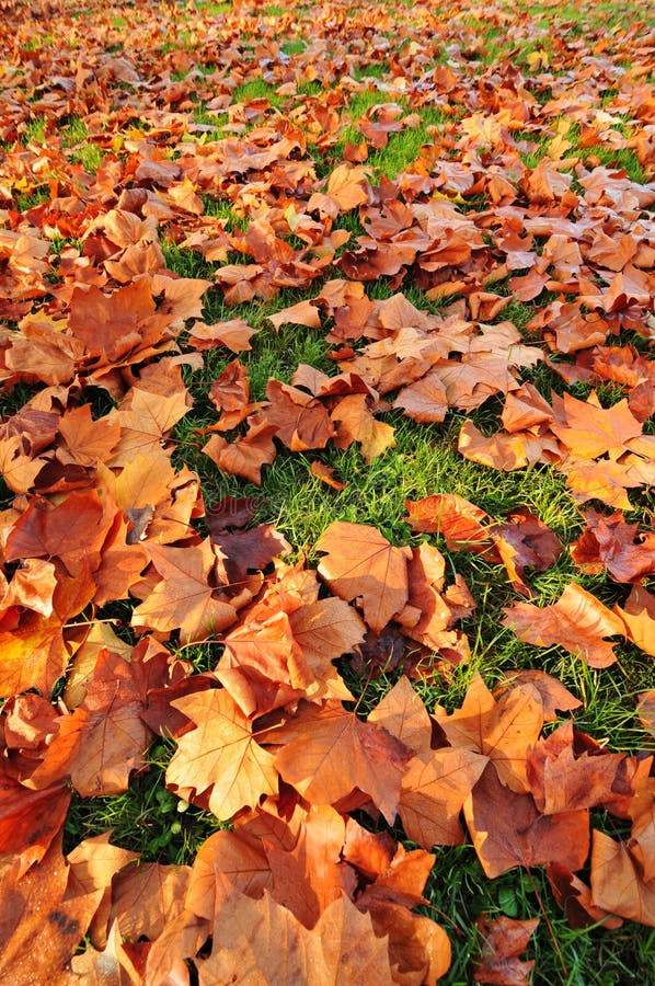 Leaves stock image. Image of rusty, leaves, fields, green - 22236365