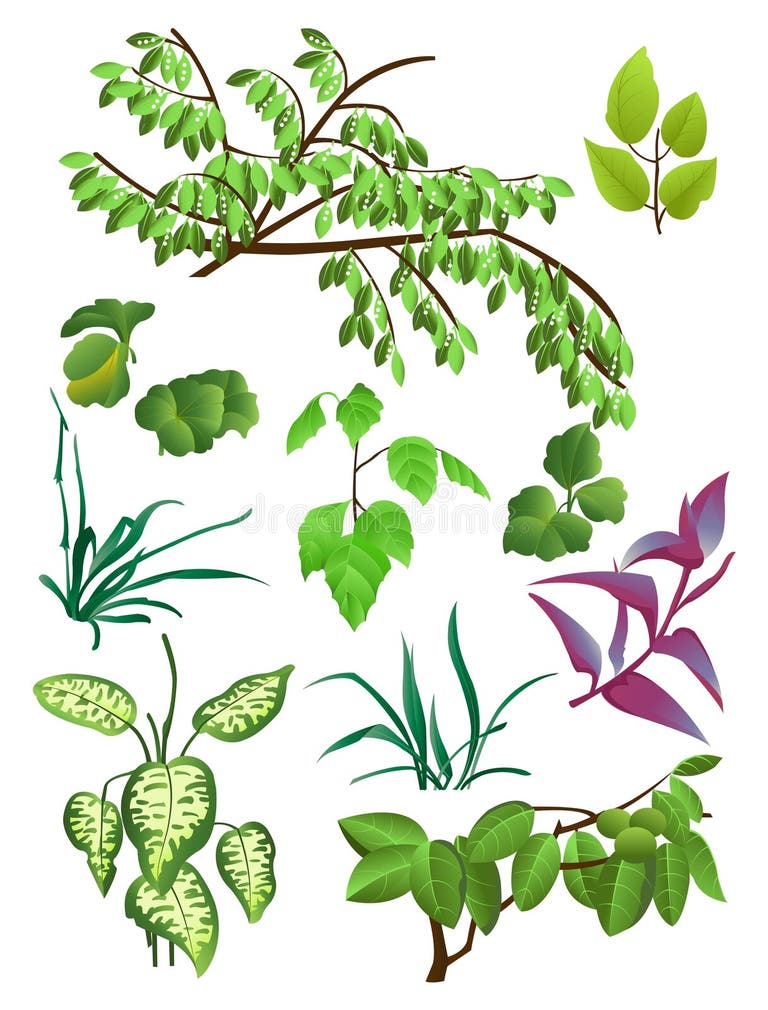 Ten Leaves Stock Illustrations – 950 Ten Leaves Stock Illustrations ...