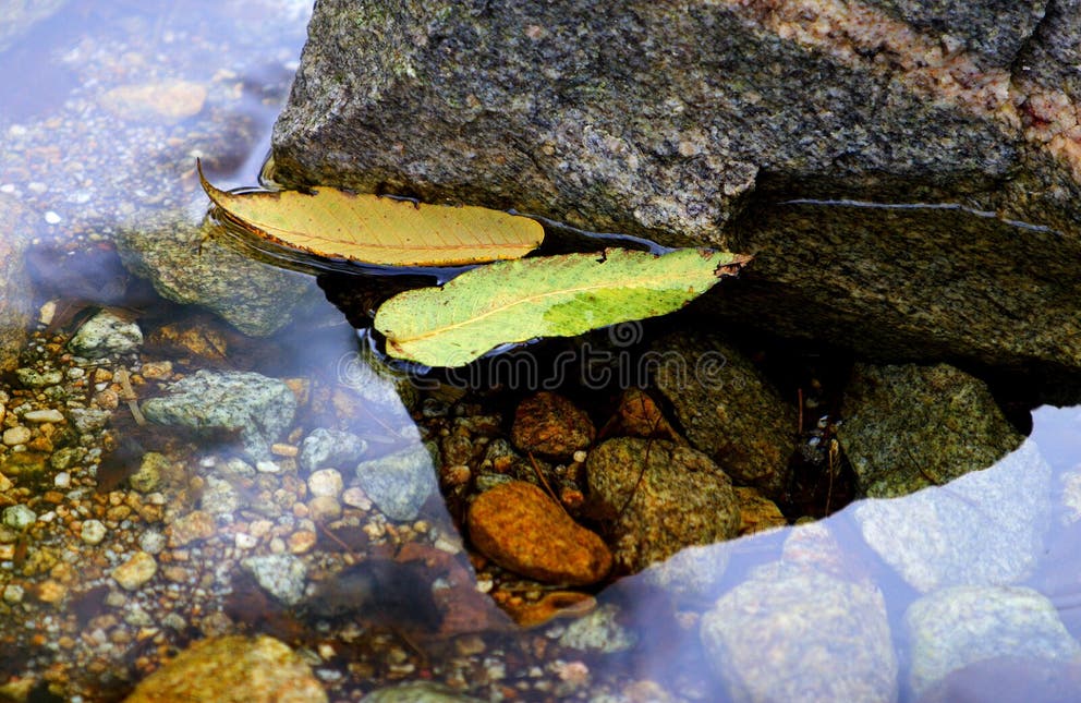 Leaves stock photo. Image of lake, china, plant, clearing - 3020624