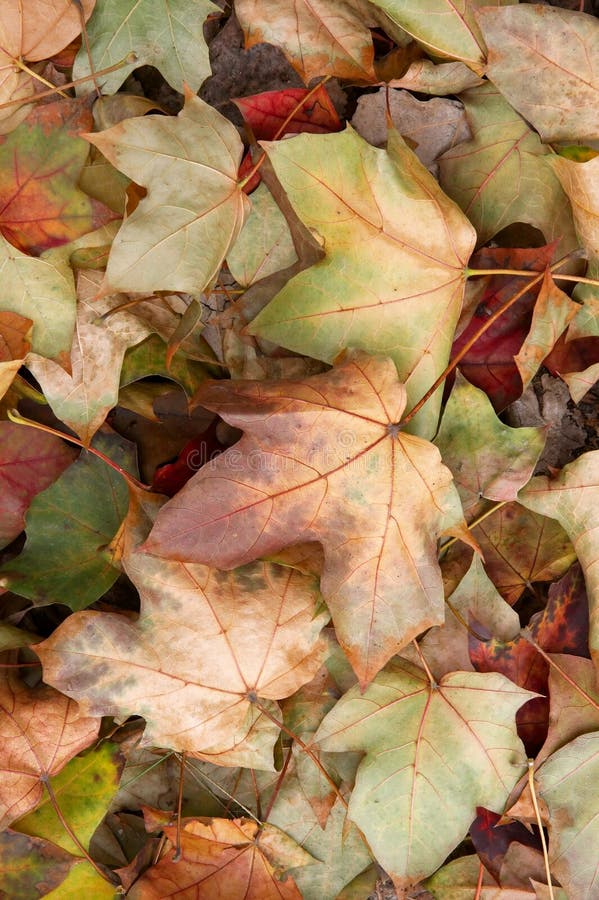 Leaves stock image. Image of closeup, detail, deep, leaf - 18772975