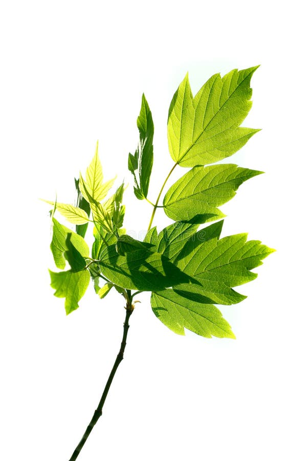 Leaves stock image. Image of clean, simple, life, background - 4819967