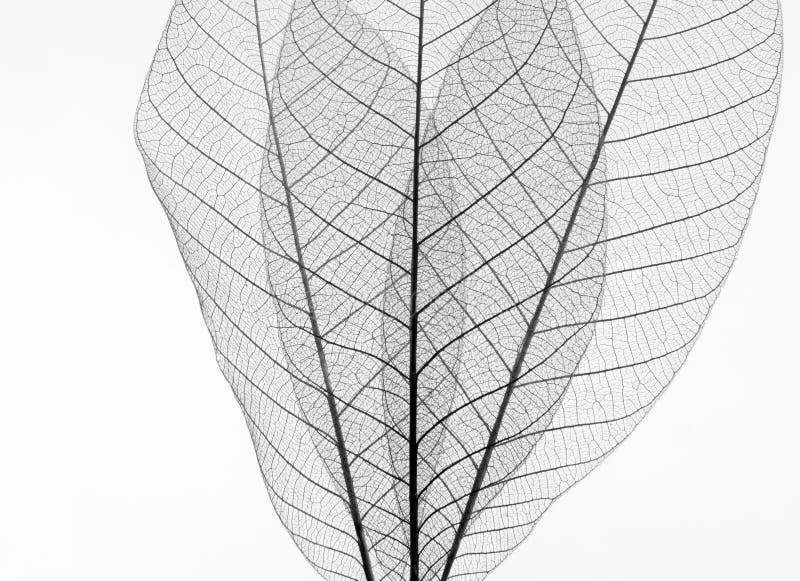 Translucent leaves stock image. Image of white, vein, overlap - 3133139