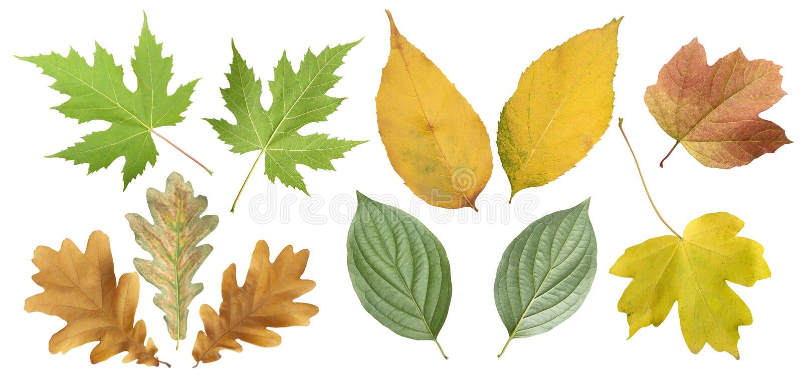 Deciduous Leaf Collection stock image. Image of leaves - 41512043
