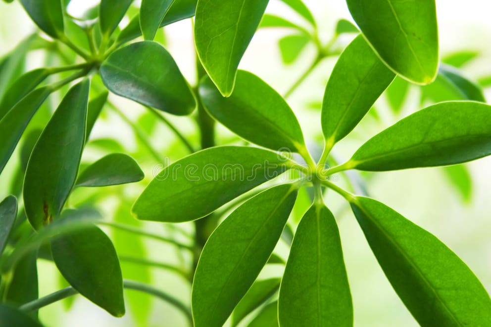 Leaves stock image. Image of macro, front, leaves, grass - 9492883