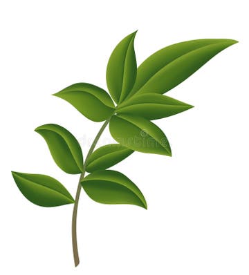 Australian Native Leaves Stock Illustrations – 1,947 Australian Native ...