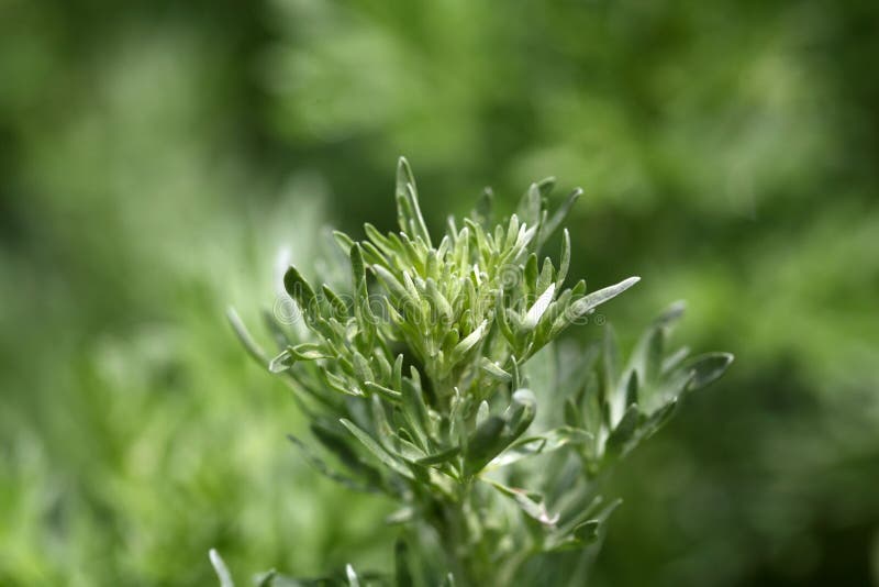 Leaves of absinthe stock image. Image of close, garden - 73294813