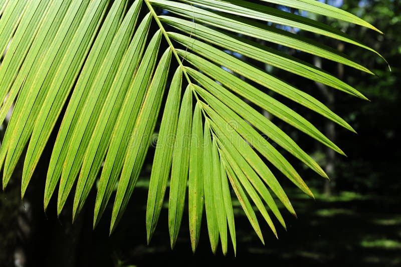 Leaves of the acai palm stock image. Image of botany - 12377801