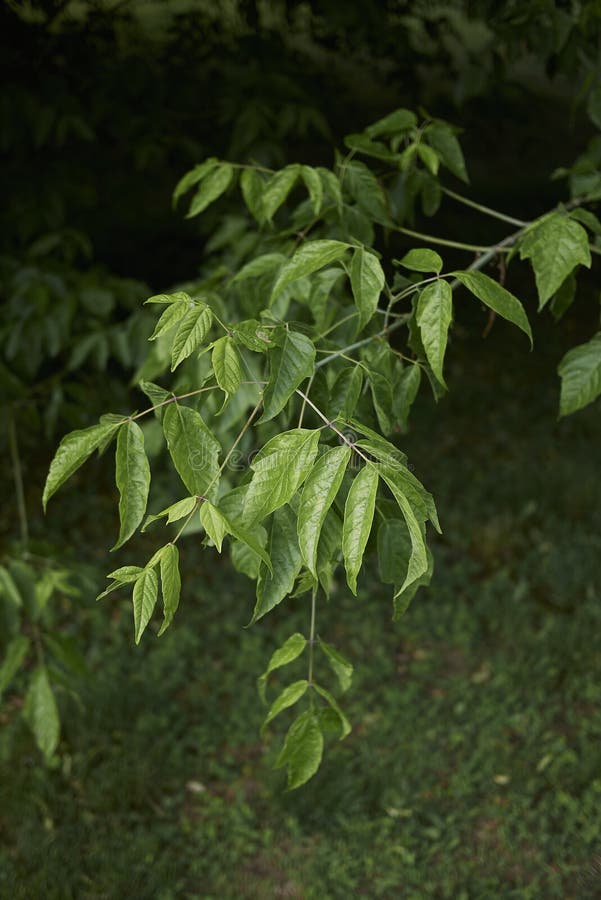 Branch of Acer Negundo Tree Stock Image - Image of leaves, botanical ...